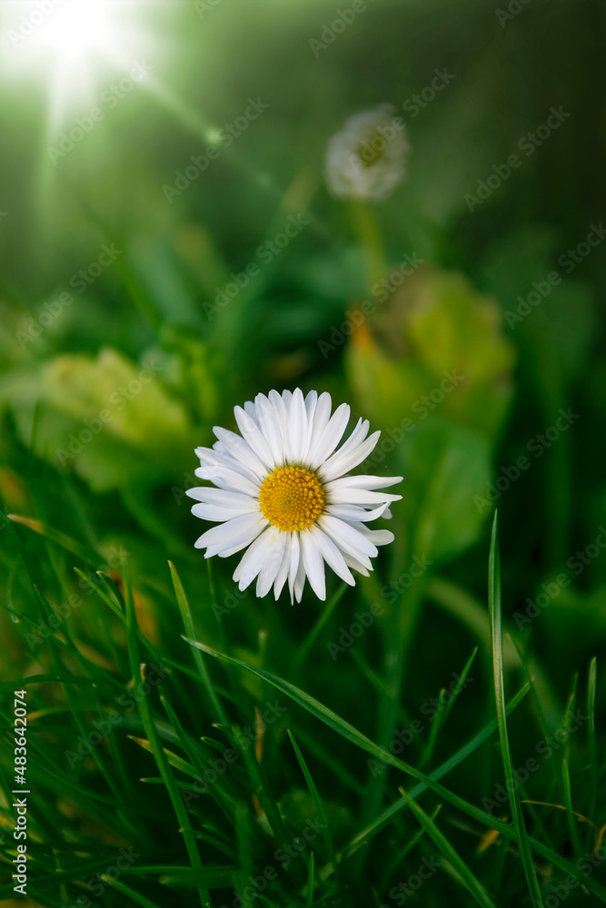 Daisy flower. Oxeye daisy, Leucanthemum vulgare, Daisies, Dox-eye ...