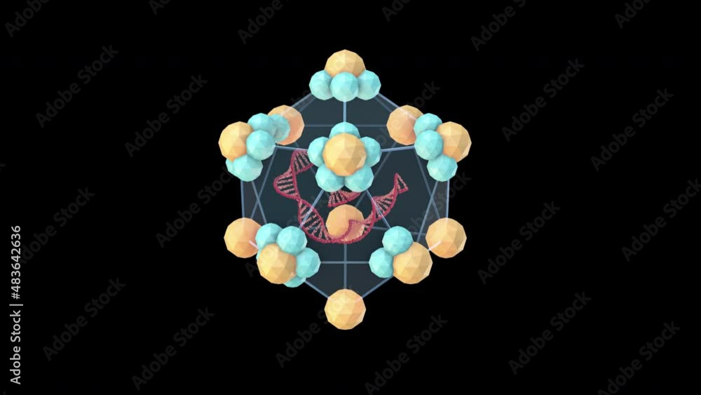 Adenovirus structure rebuild: double-stranded DNA, icosahedral capsid ...