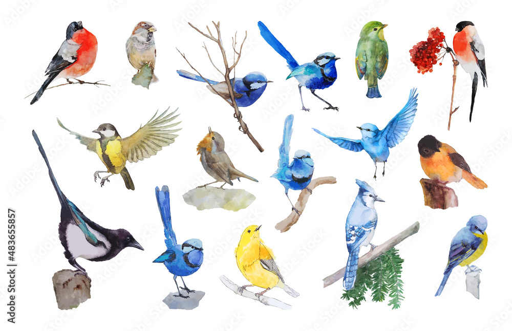 Set of Watercolor Birds Stock Vector | Adobe Stock