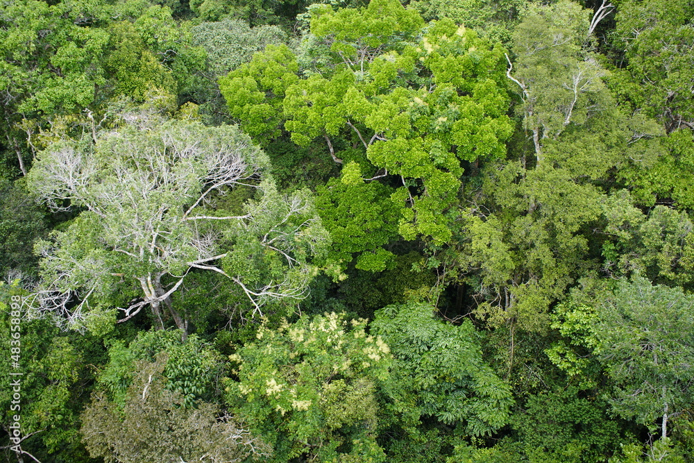 Natural beauty, Floresta Amazonica, which definitely needs to be ...