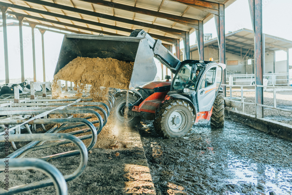 Man manoeuvring a tractor, throwing soil into the cows cubicle housing ...