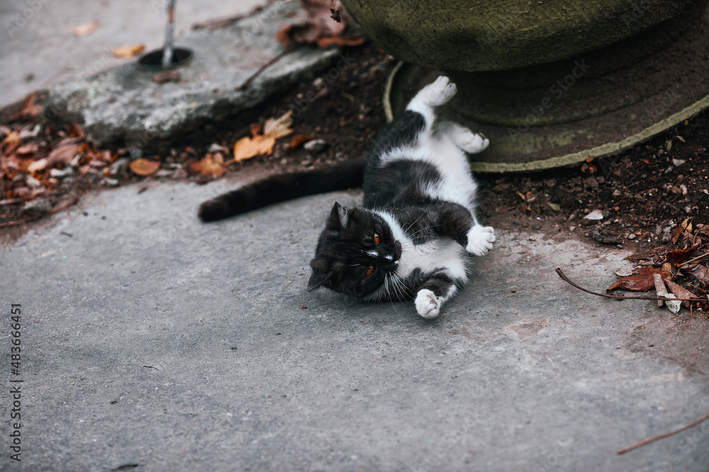 Cat rolls on the ground, showing her white belly and raising her four ...