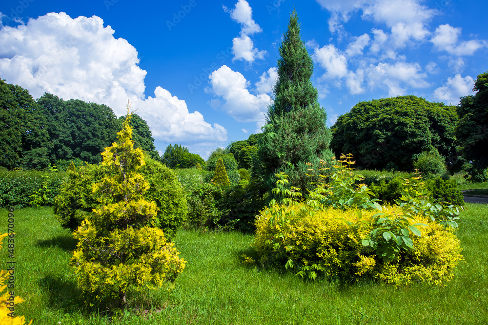clipped evergreen thuja bushes in topiary different shape in the ...