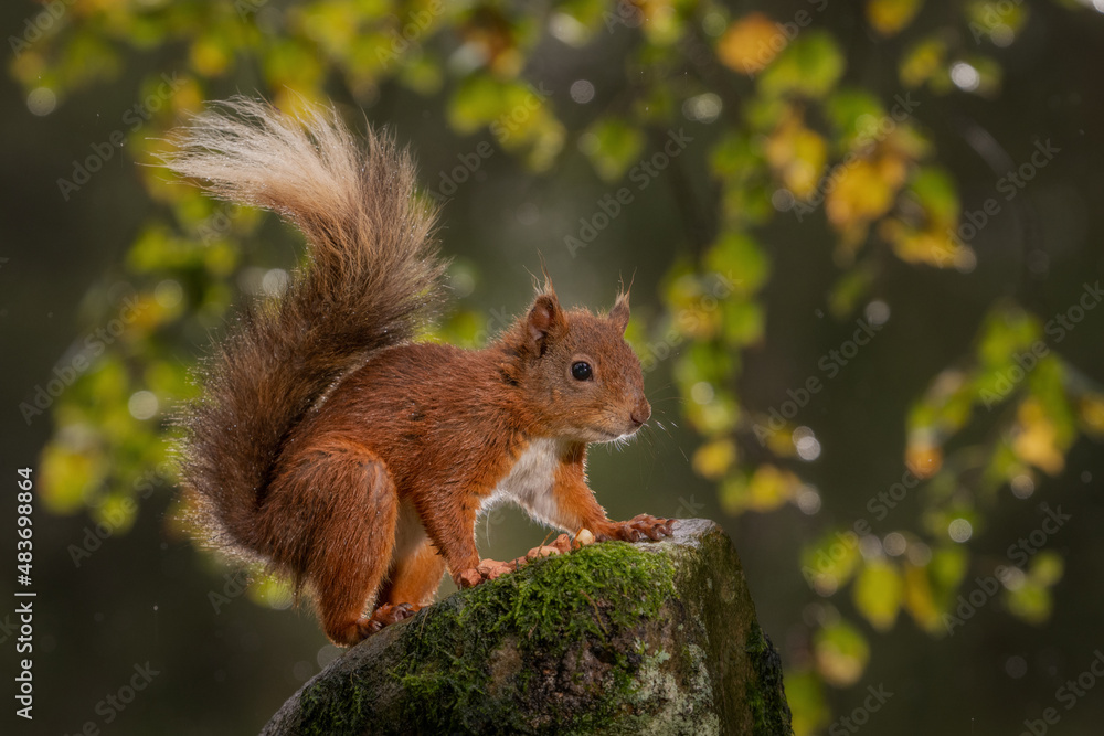 Red Squirrel (sciurus vulgaris) with bushy tail near Hawes in the ...