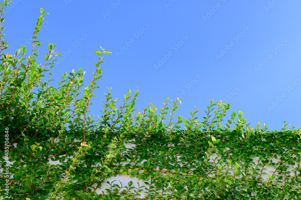 Climbing fig tree and white wall with blue sky background Stock Photo ...