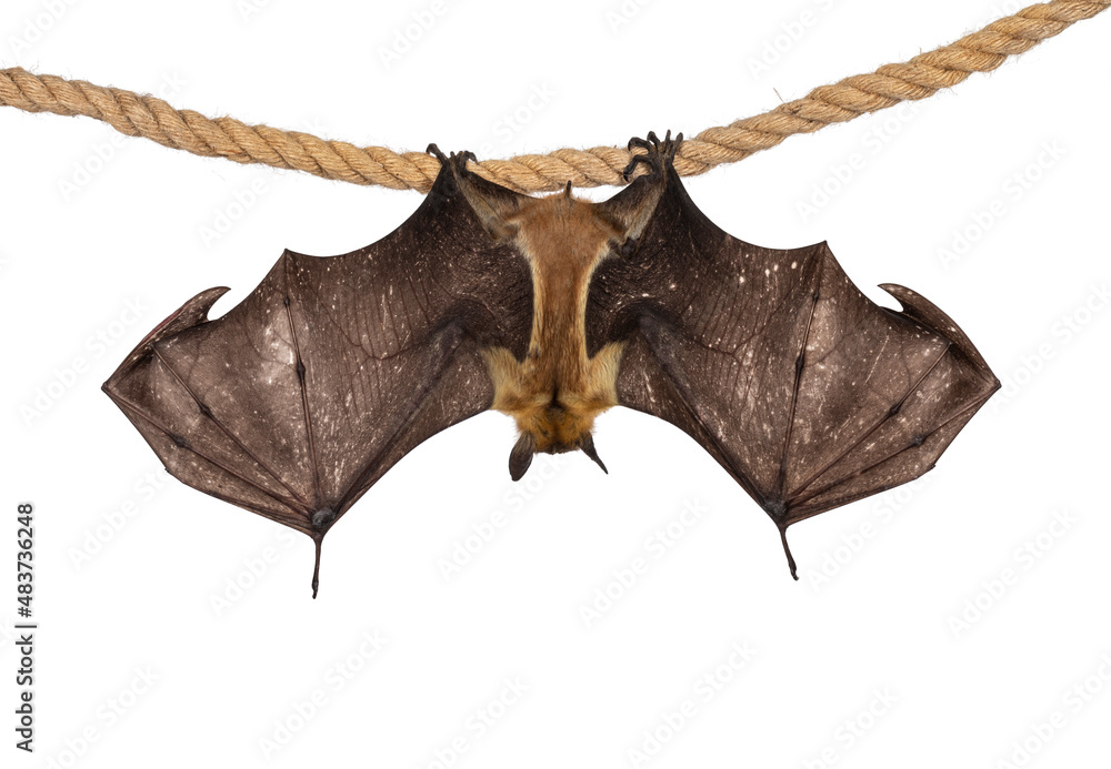 Young adult flying fox, fruit bat aka Megabat of chiroptera, hanging ...