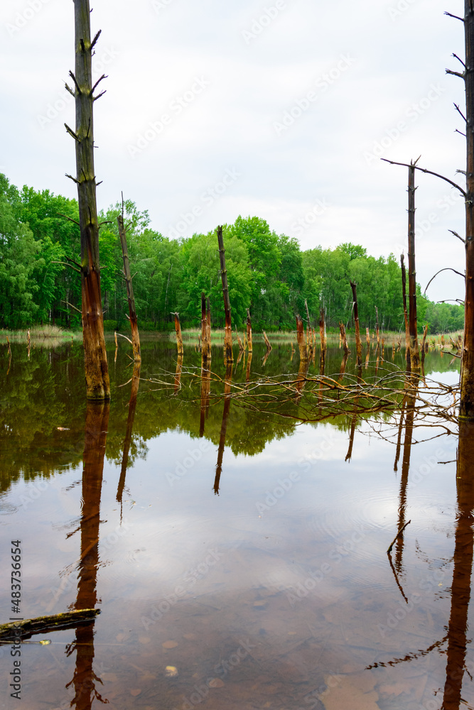 Sunken forest in the Łuk Mużakowa Geopark, former Babina mine Stock ...