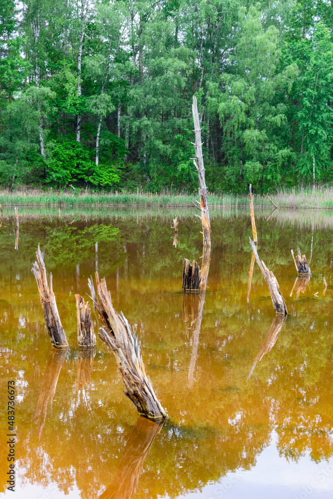 Sunken forest in the Łuk Mużakowa Geopark, former Babina mine Stock ...