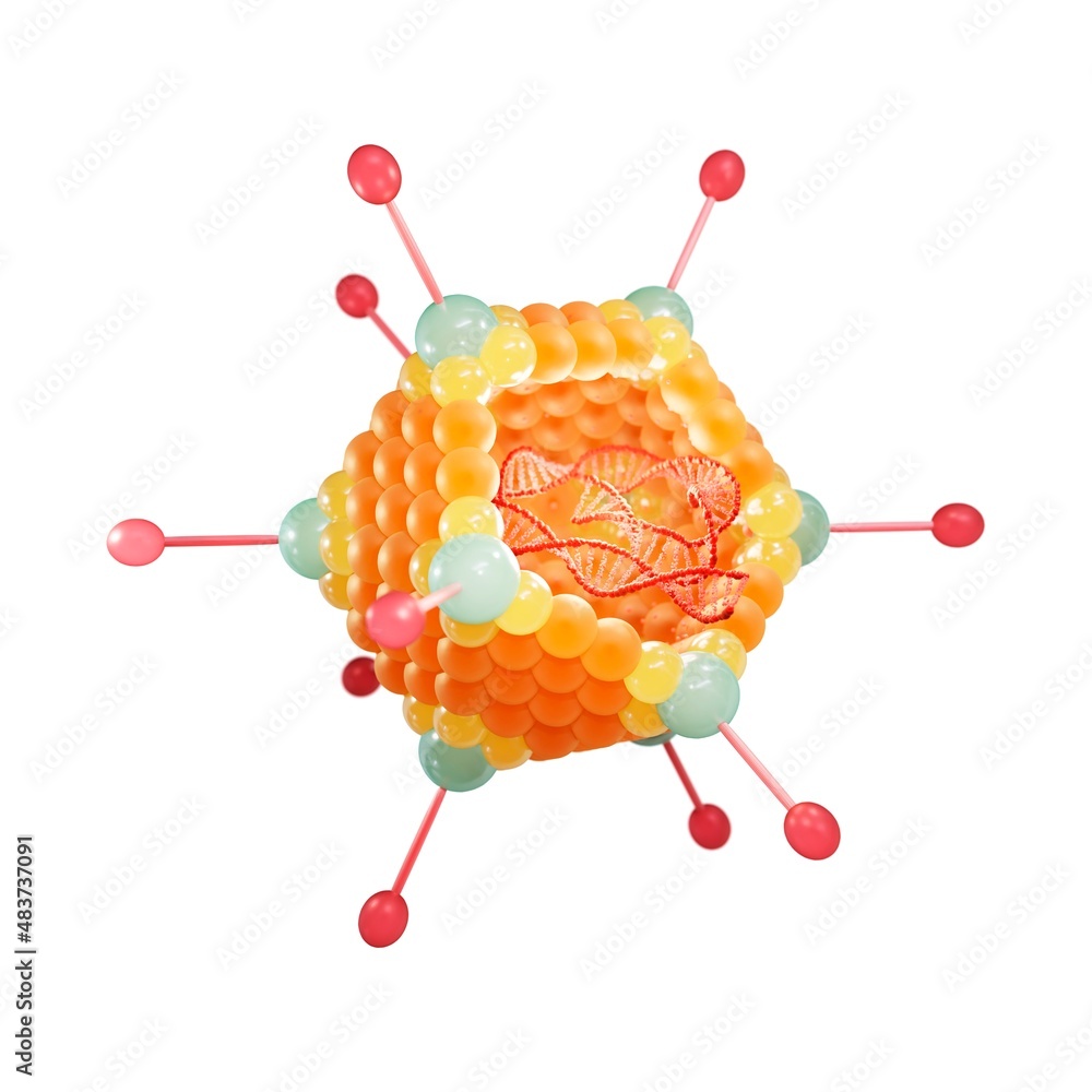 Adenovirus Structure Icosahedral Capsid With Hexon Proteins Penton