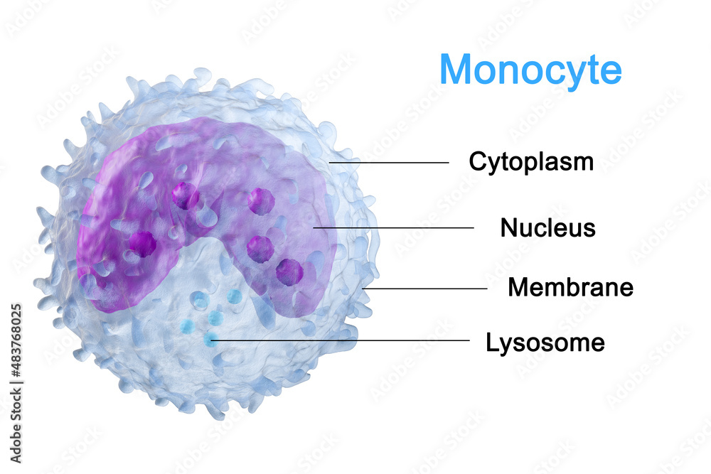 Leukocyte, white blood cells inside a human vein. . 3d render. Stock ...