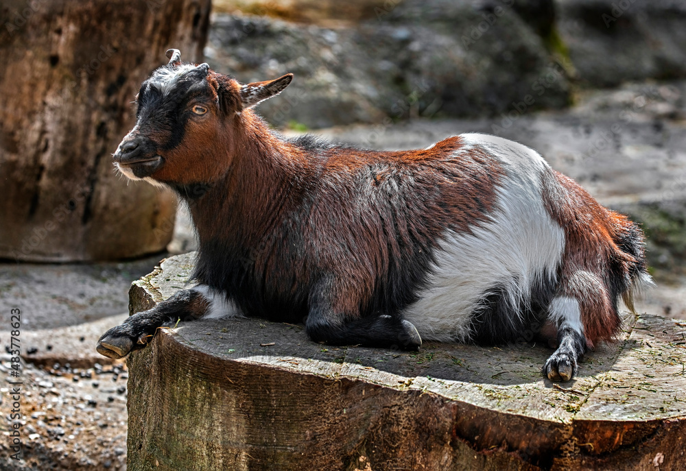 Pigmy domestic goat female laying on the stump Stock Photo | Adobe Stock