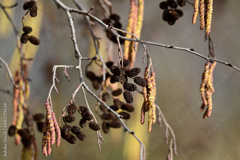 Schwarzerle, Schwarze Erle // European black alder (Alnus glutinosa ...
