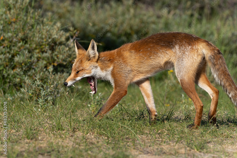 Jawdropping Facts About The Red Fox