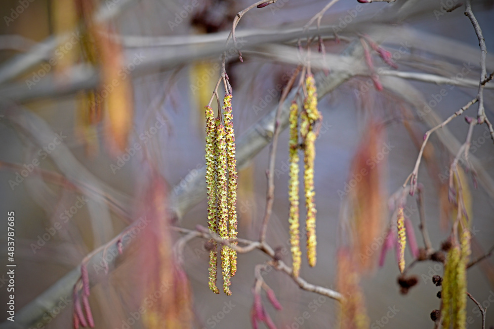 Schwarzerle, Schwarze Erle // European black alder (Alnus glutinosa ...
