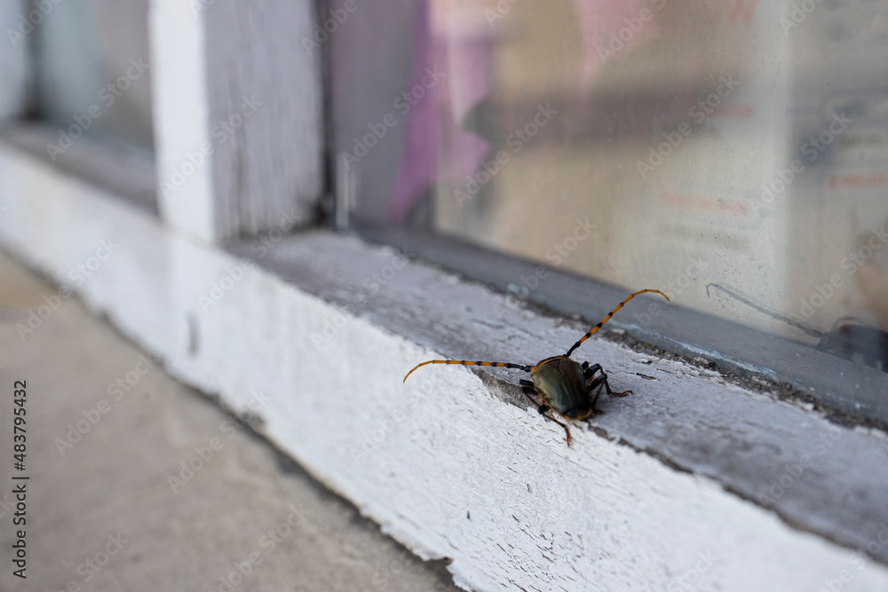 Longhorn Beetle at the window. Cerambycidae Stock Photo | Adobe Stock