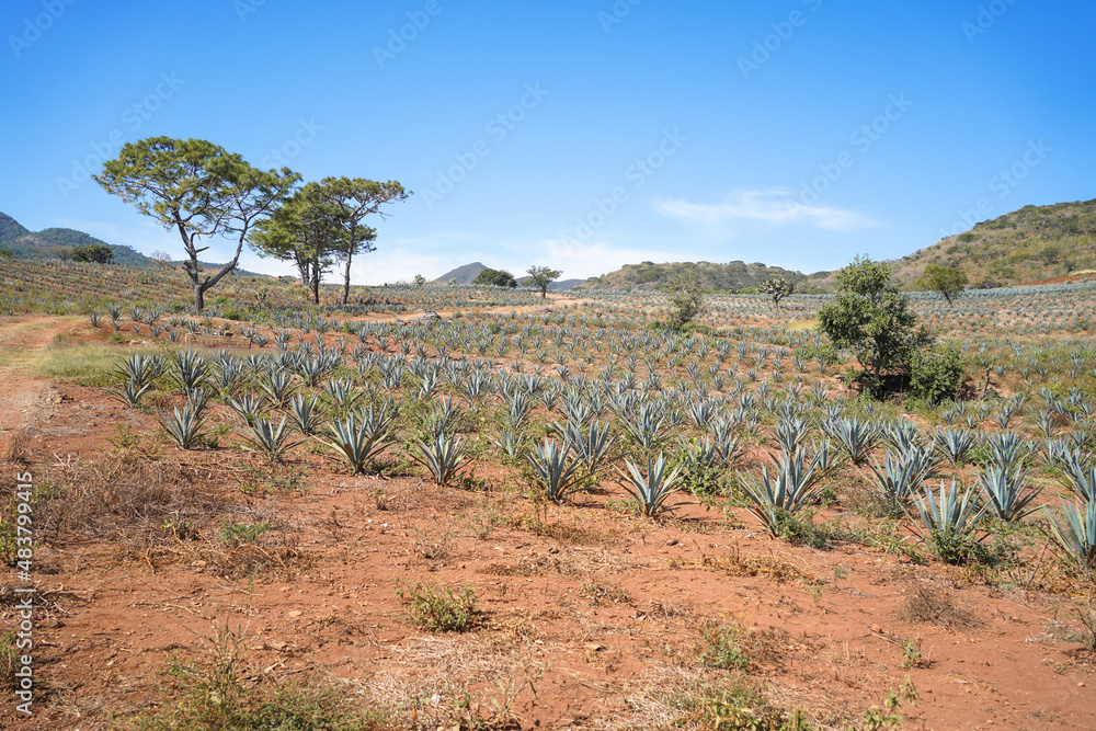 Campo de agave en crecimiento para la fabricación de tequila. Stock ...