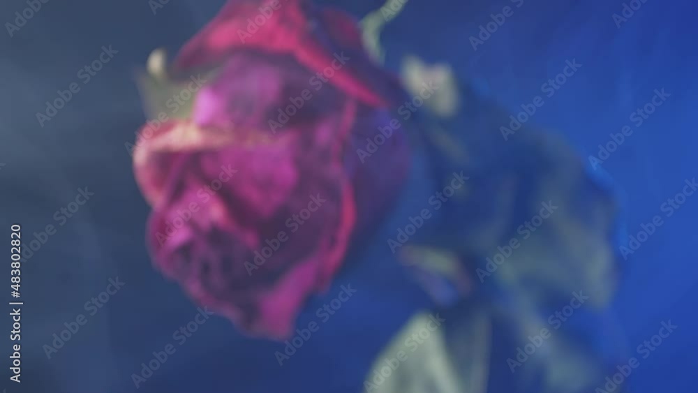 The camera slowly zooms in on a red wilted rose in smoke on a dark ...