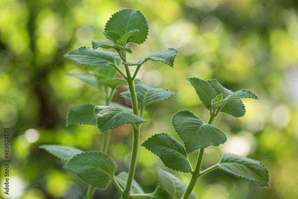 Indian borage trees on bokeh nature background. Stock Photo | Adobe Stock