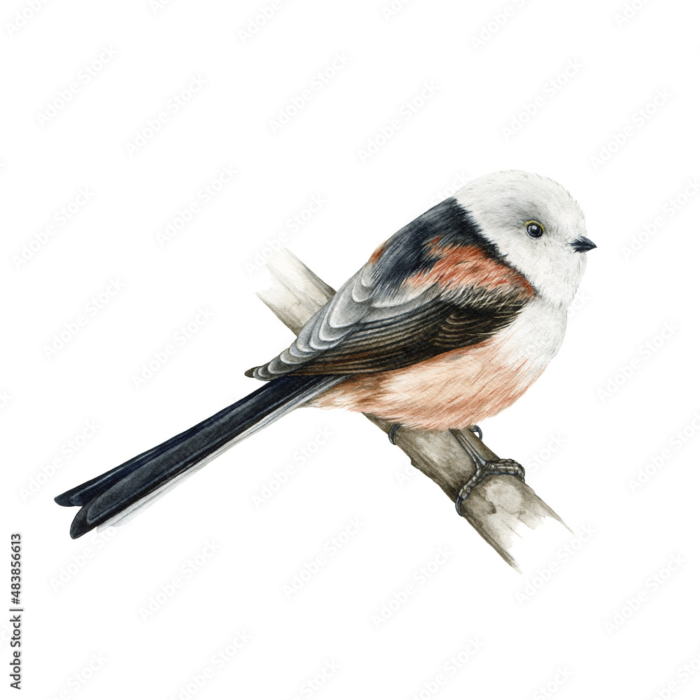 Long Tailed Tit Bird Watercolor Illustration Hand Drawn Realistic