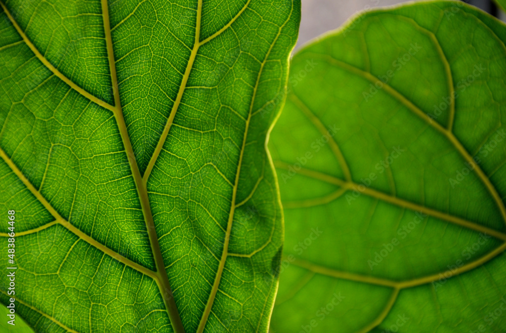 Ficus can be grown in different varieties in the shape of the trunk ...