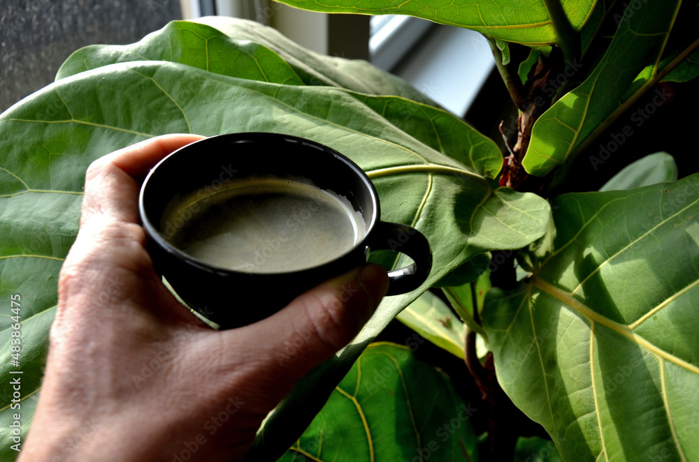 Ficus can be grown in different varieties in the shape of the trunk ...