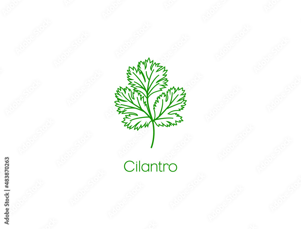 Cilantro herb icon vector illustration Stock Vector | Adobe Stock