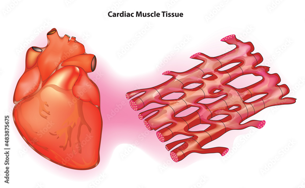 Cardiac Muscle Tissue Stock Vector | Adobe Stock
