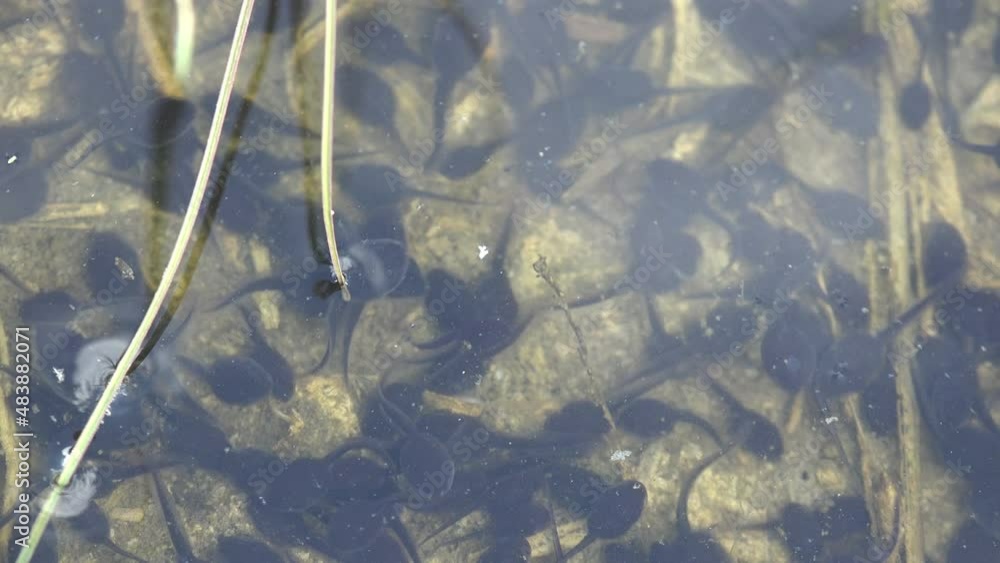 Tadpoles move chaotically underwater in forest swamp. Tadpole, pollywog ... Tadpoles move chaotically underwater in forest swamp. Tadpole, pollywog ...