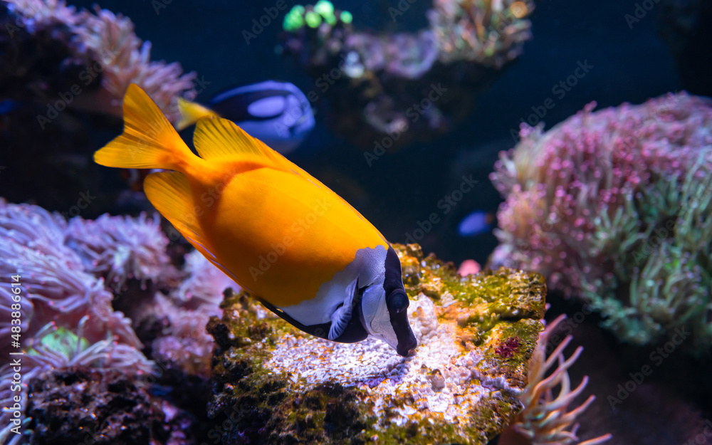 The foxface rabbitfish (Siganus vulpinus) is a species of fish found at ...