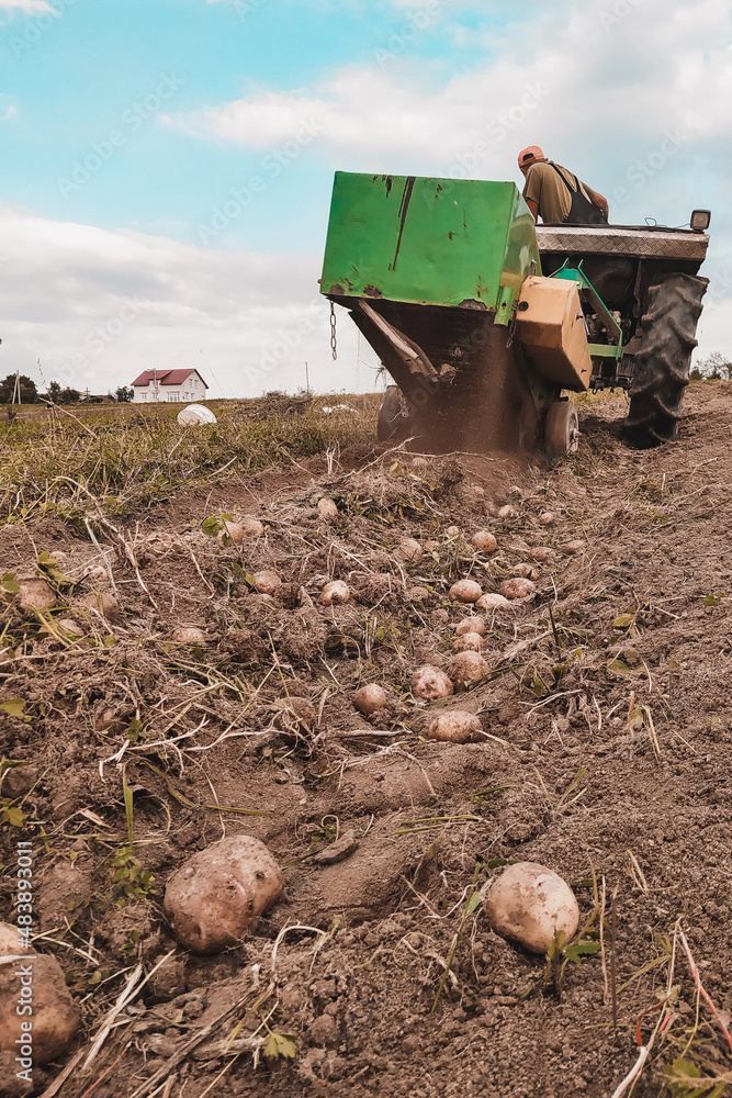 Tractor with suspended equipment for potato harvesting, organically ...