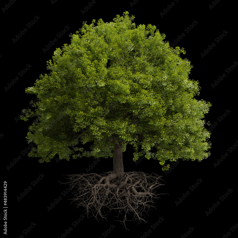 tree with roots, isolated on black background Stock Illustration ...
