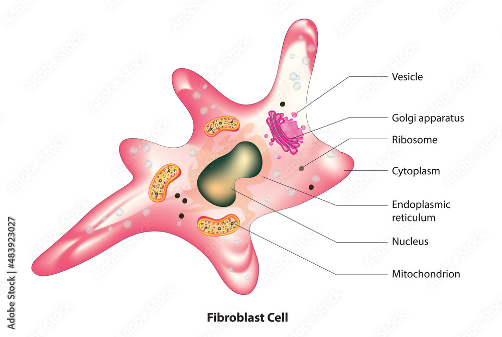 fibroblast cell structure ( maintain a structural framework for many ...
