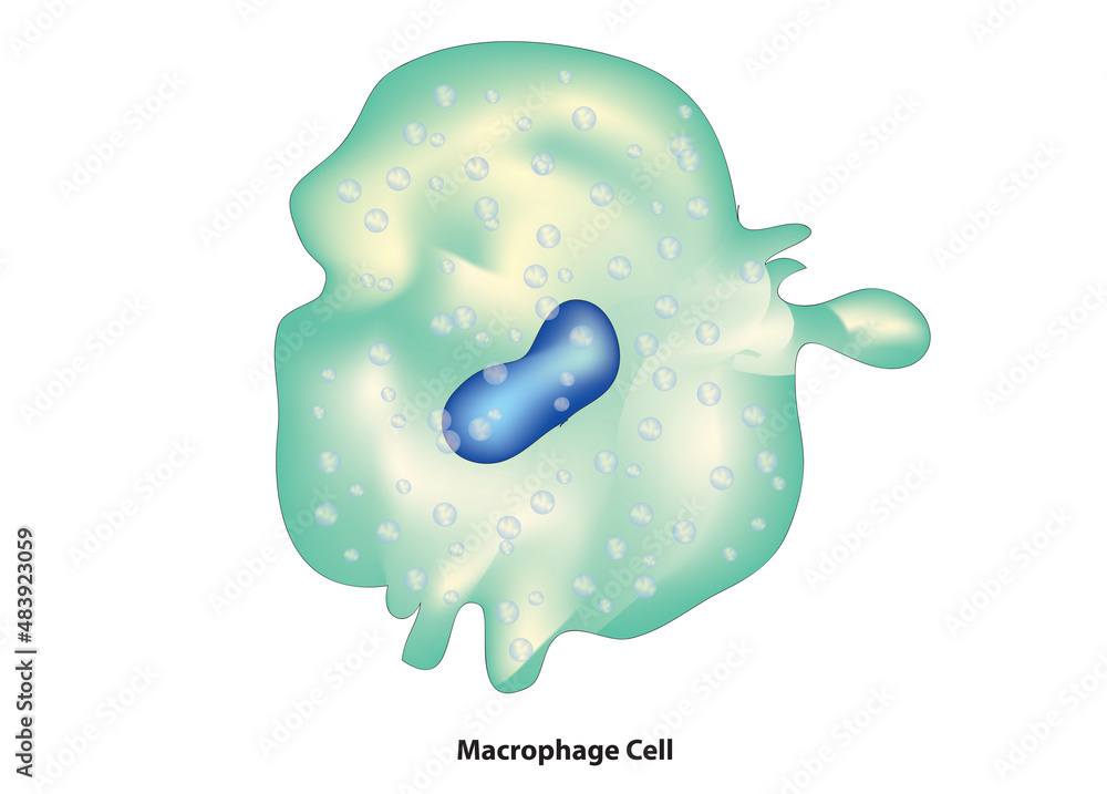 Macrophage cell structure (cytoplasm of a macrophage contains vacuoles ...