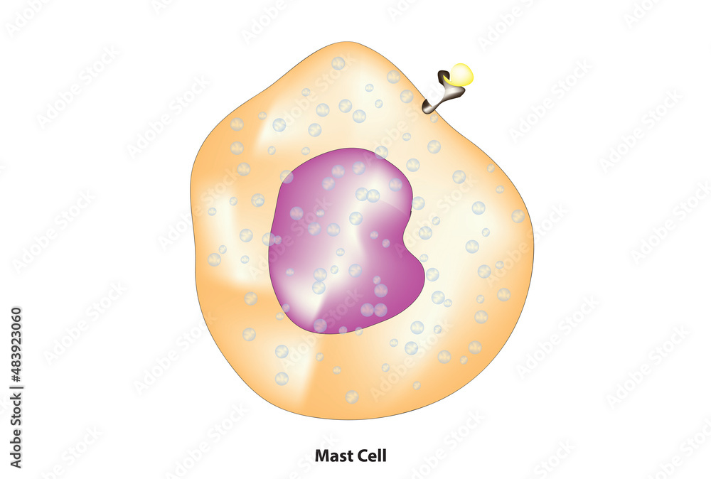 Mast Cell Structure (resident cell of connective tissue that contains ...