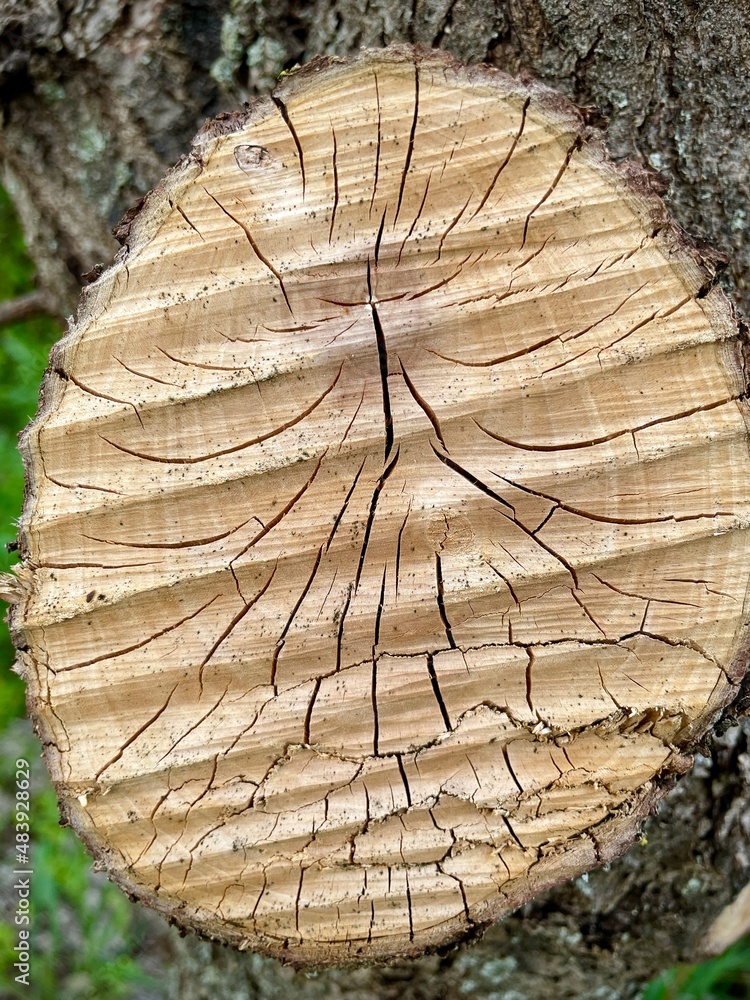 large vertical photo. large round cut of a tree close-up. toothed cut ...