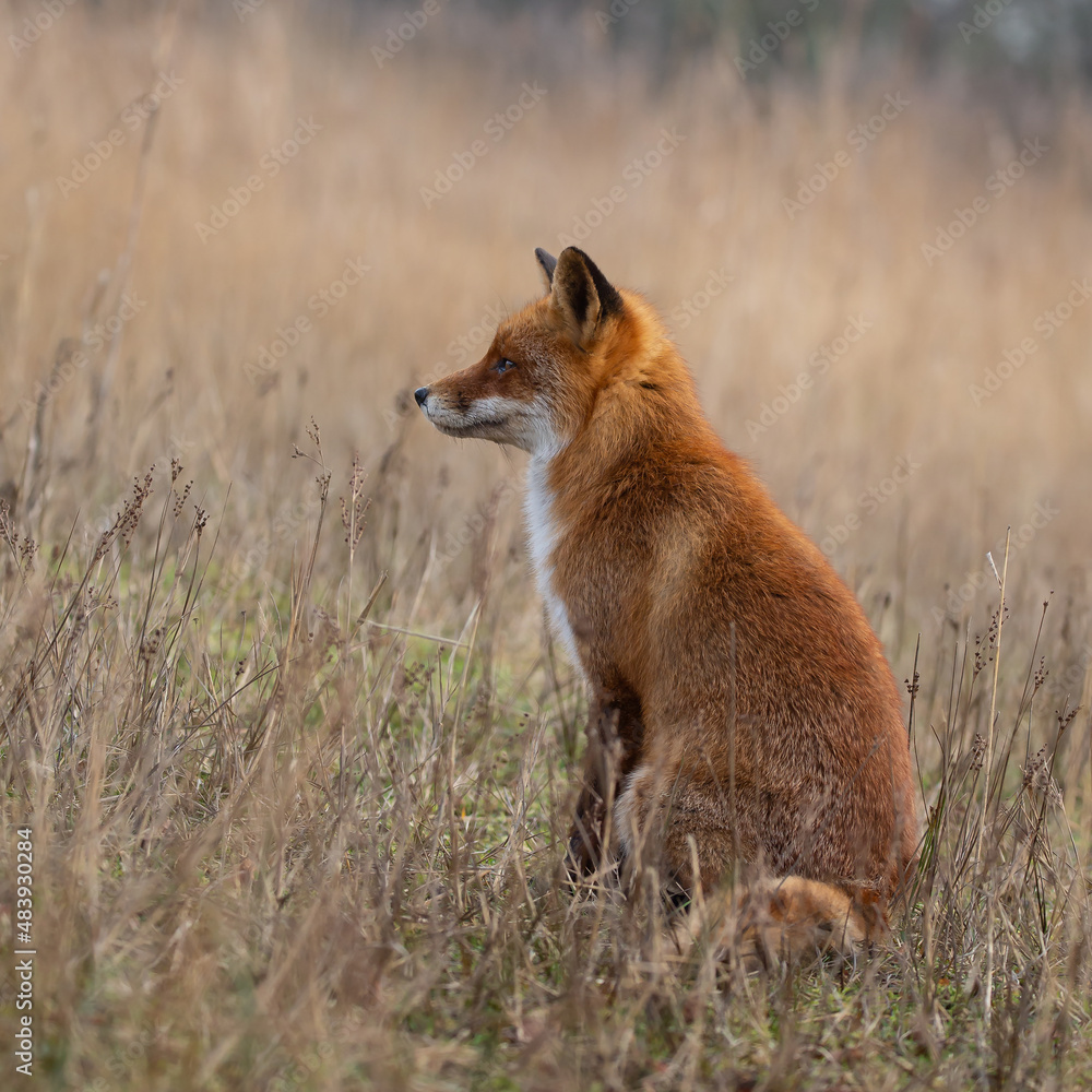 Red fox in nature during last light of the day. Stock Photo | Adobe Stock