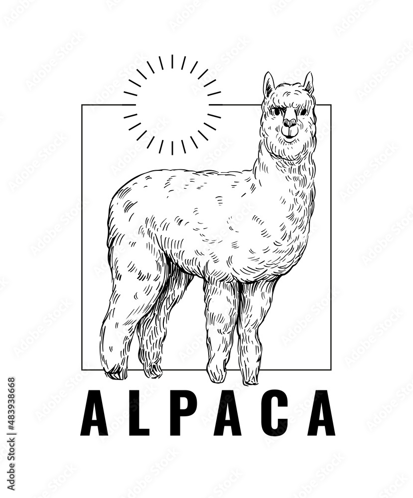 Alpaca. Vector illustration. Black outline on a transparent background ...