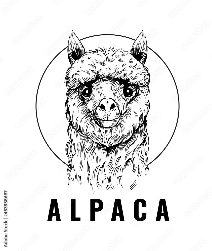 Alpaca. Vector illustration. Black outline on a transparent background ...
