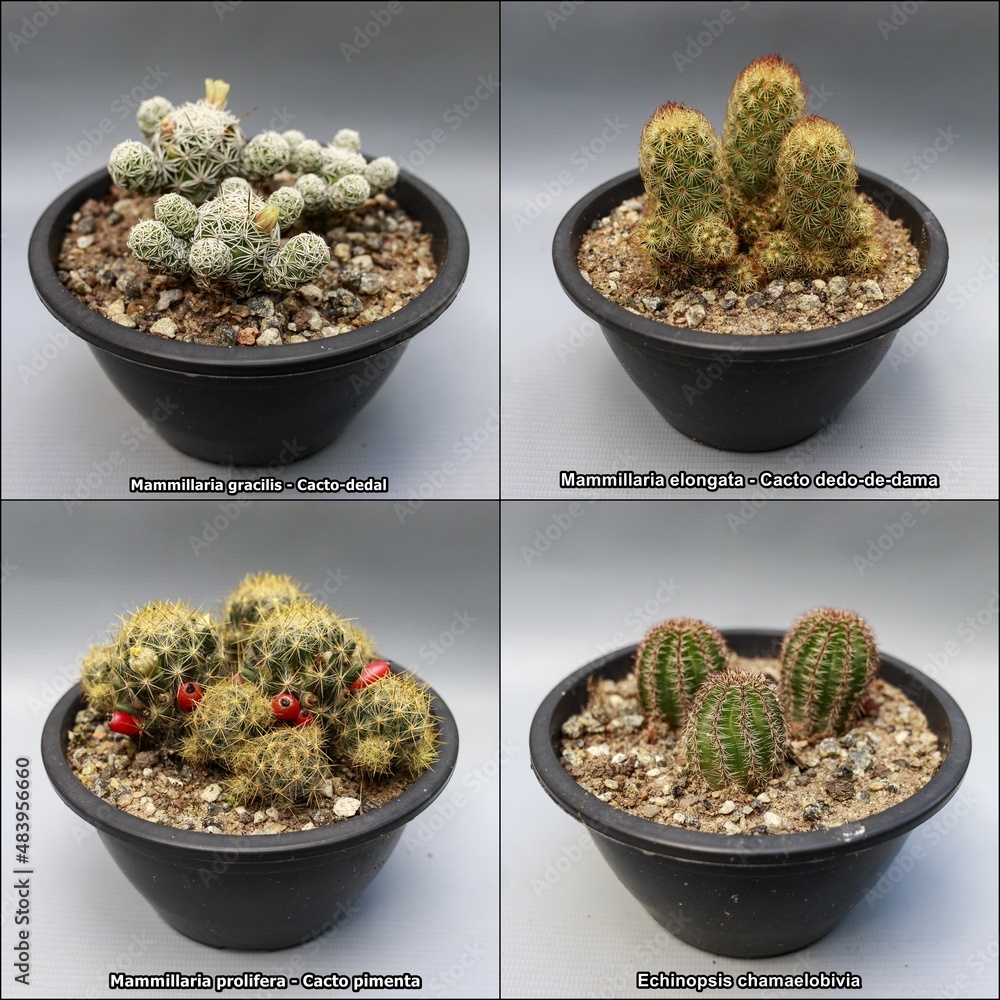 Four species of cactus, Mammillaria gracilis, Mammillaria elongata ...