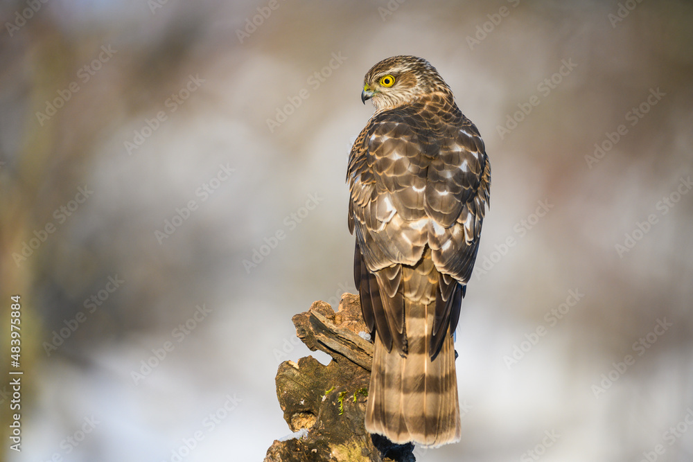 Eurasian sparrowhawk, Accipiter nisus, known as the northern ...