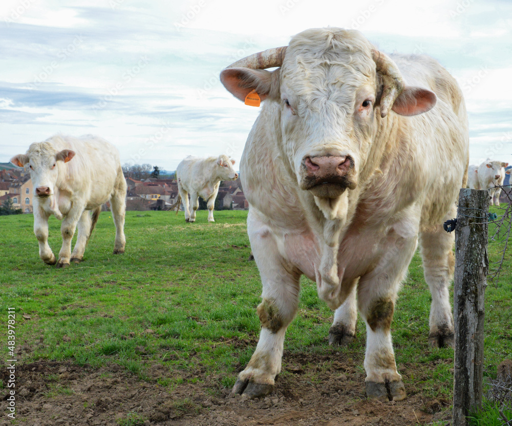 Beautiful and powerful Charolais bull in a cow herd Stock Photo | Adobe ...
