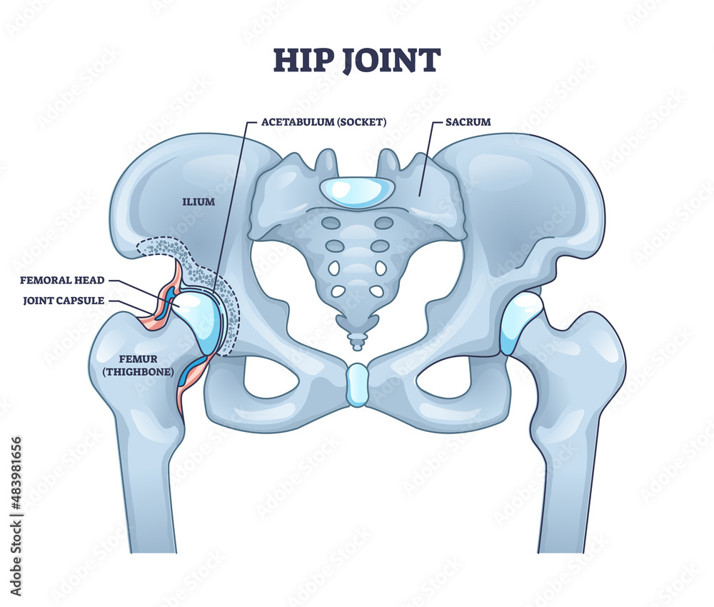 Hip joint structure with anatomical bone parts description outline ...