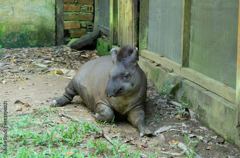 Foto de Tapir sauvage dans la foret amazonienne en bolivie dans le parc ...