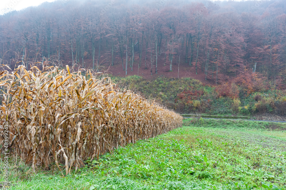 Autumn, a slightly foggy day. A plot with overripe, tall stalks of corn ...