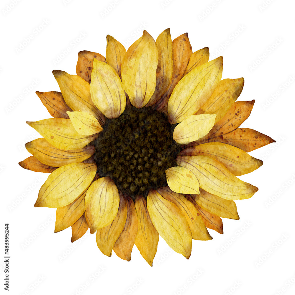 Watercolor hand drawn illustration. Sunflower illustration. Yellow ...