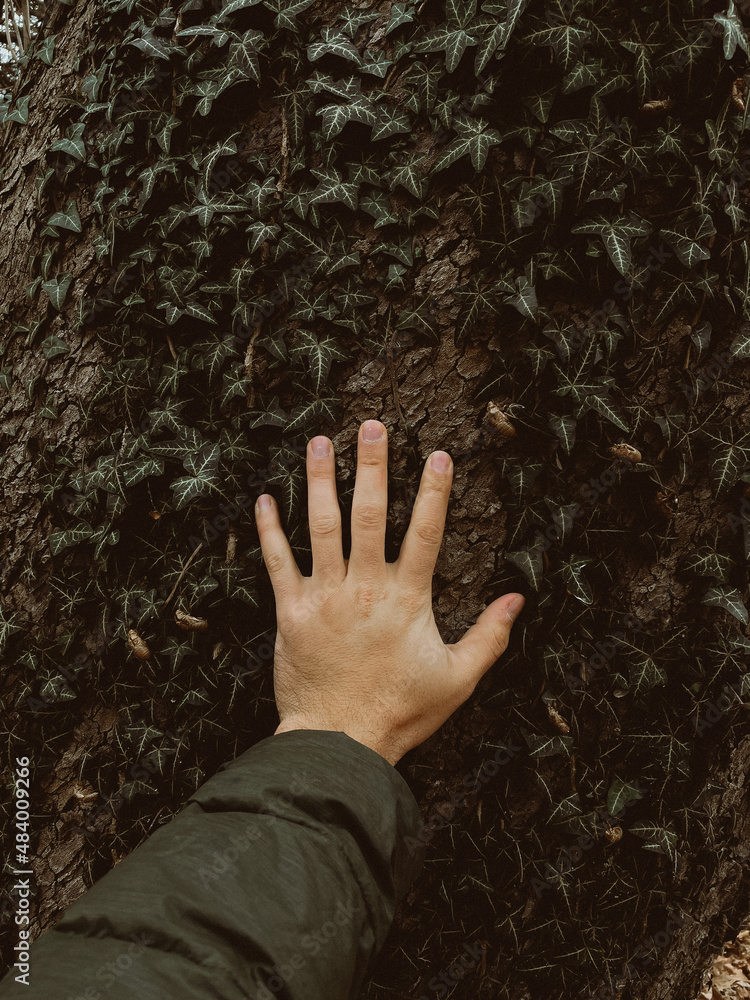 Hand on Tree Stock Photo | Adobe Stock