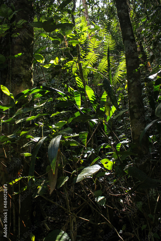 The thick jungles of a tropical rainforest at the Cameron Highlands in ...