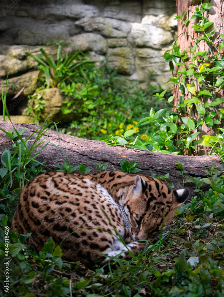 ocelot Leopardus pardalis adult male sleeping in the wild Stock Photo ...