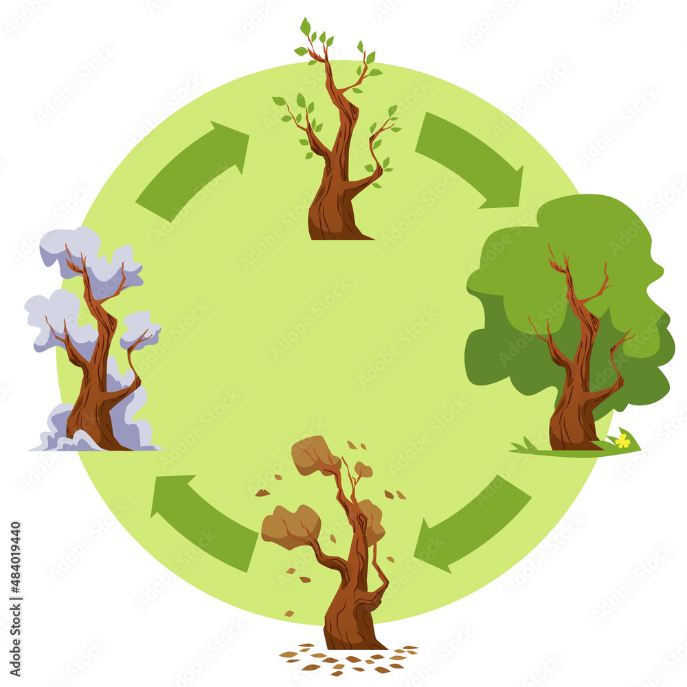 Seasons tree cycle with arrows cartoon vector illustration. Tree ...