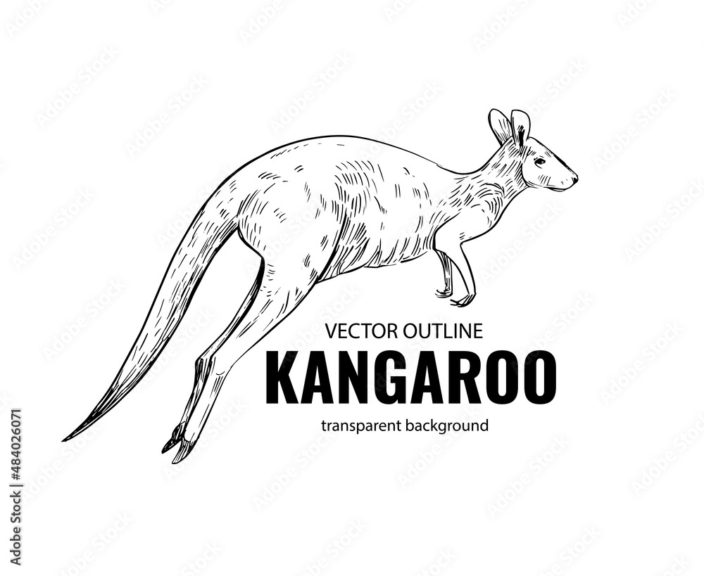 Kangaroo sketch. Vector illustration. Black outline on a transparent ...